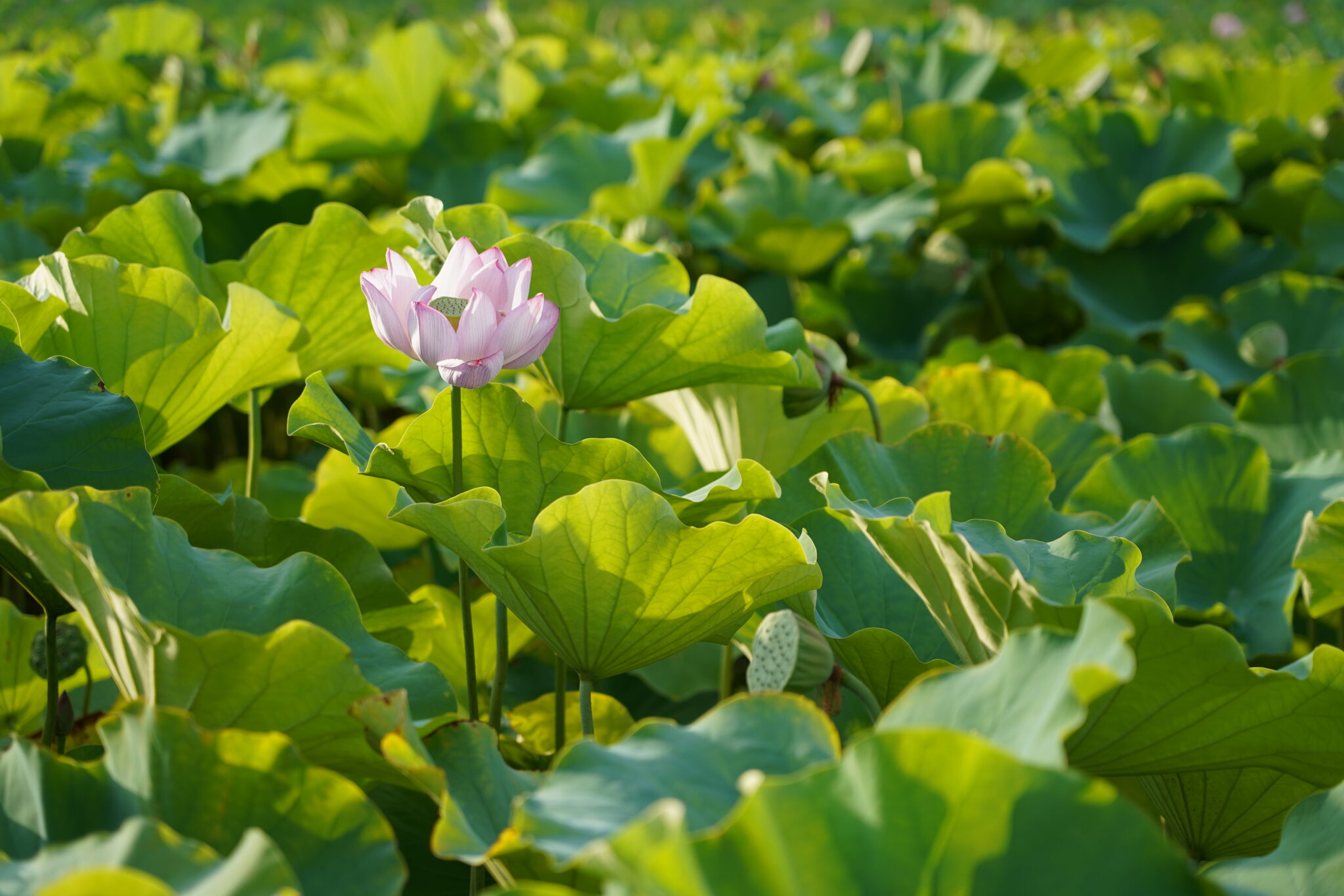 Ueno Park | Traveling Japan