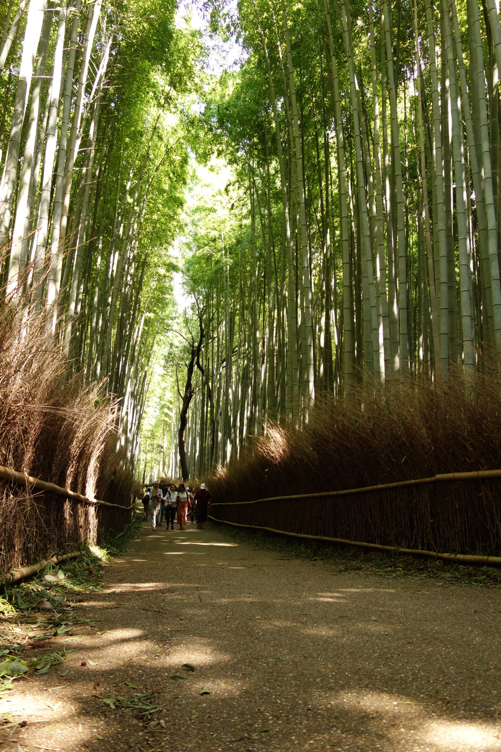 Arashiyama | Traveling Japan