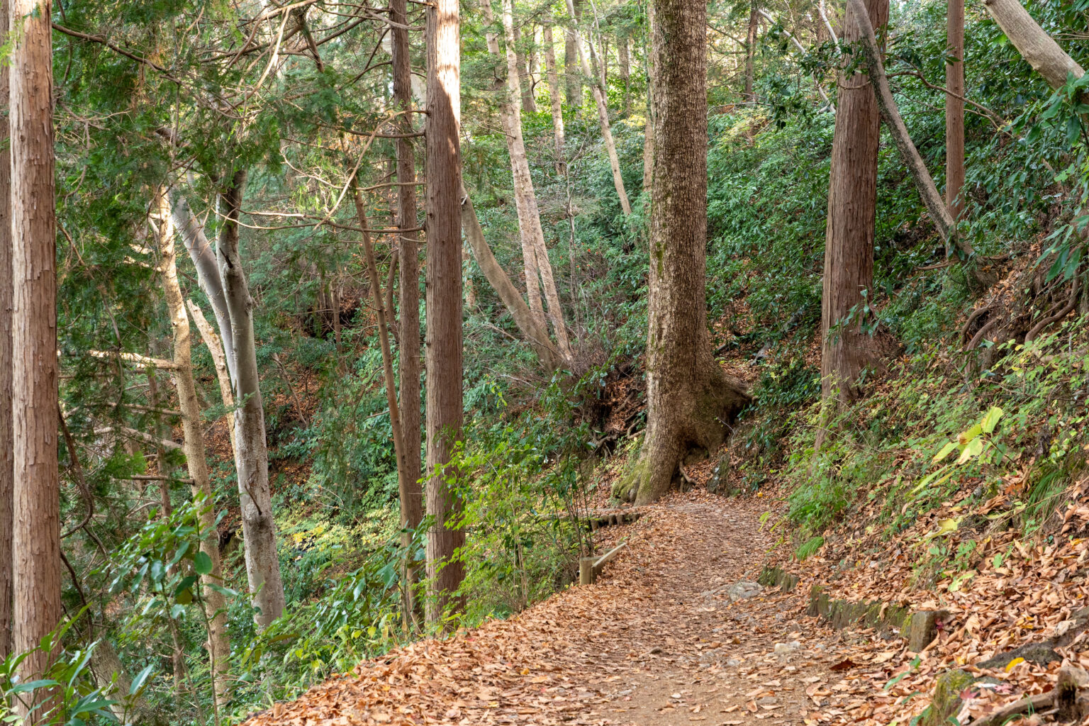 Mount Takao (Takaosan) | Traveling Japan