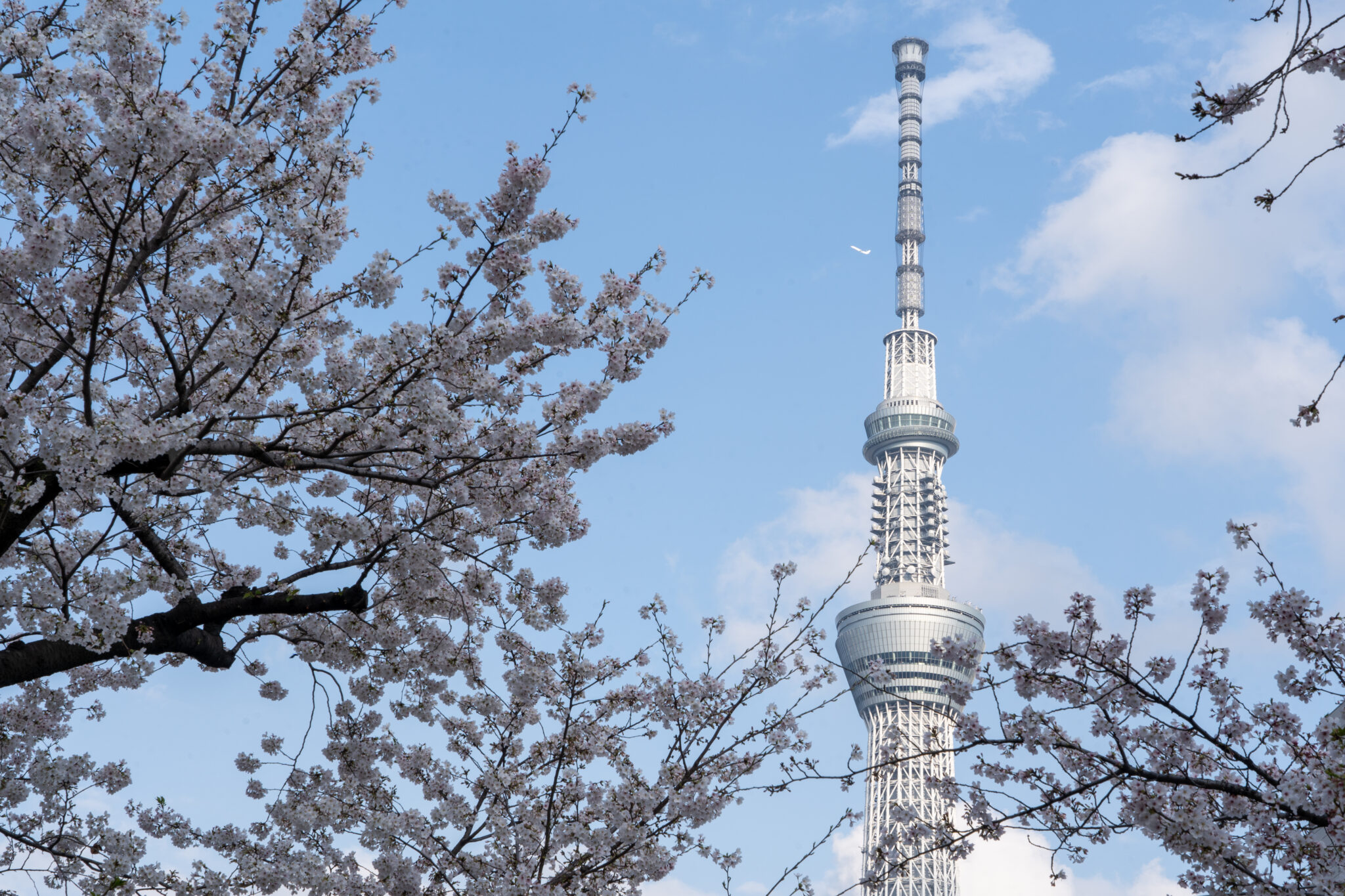 Sumida River | Traveling Japan
