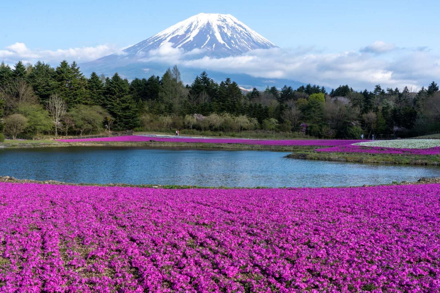 Fuji Motosuko Resort | Traveling Japan