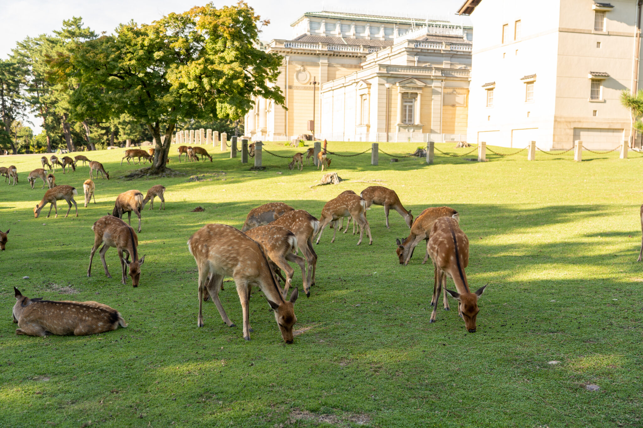 Deer of Nara (奈良の鹿) | Traveling Japan